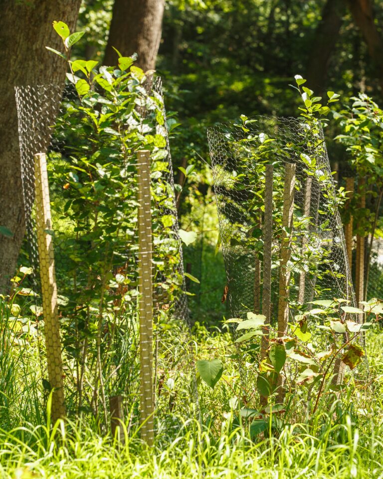 Gorgas Run Stream Restoration - AKRF